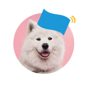 Pet Allergy Relief | Allerpet