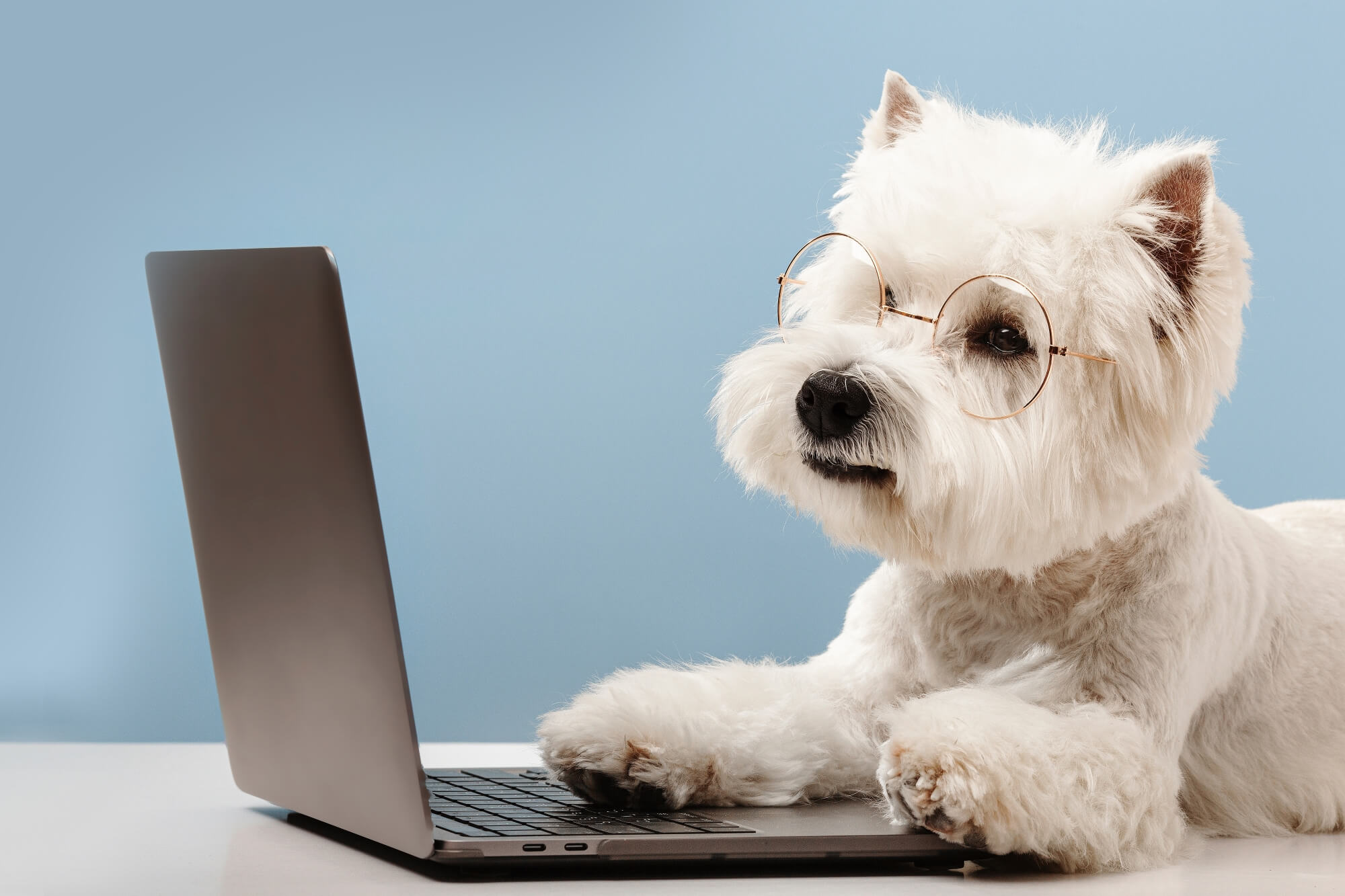 pet allergy articles | Allerpet